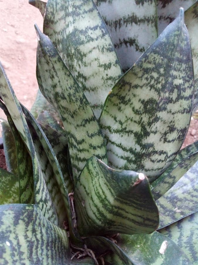 Planta de color verde foto de archivo. Imagen de verde - 240735776