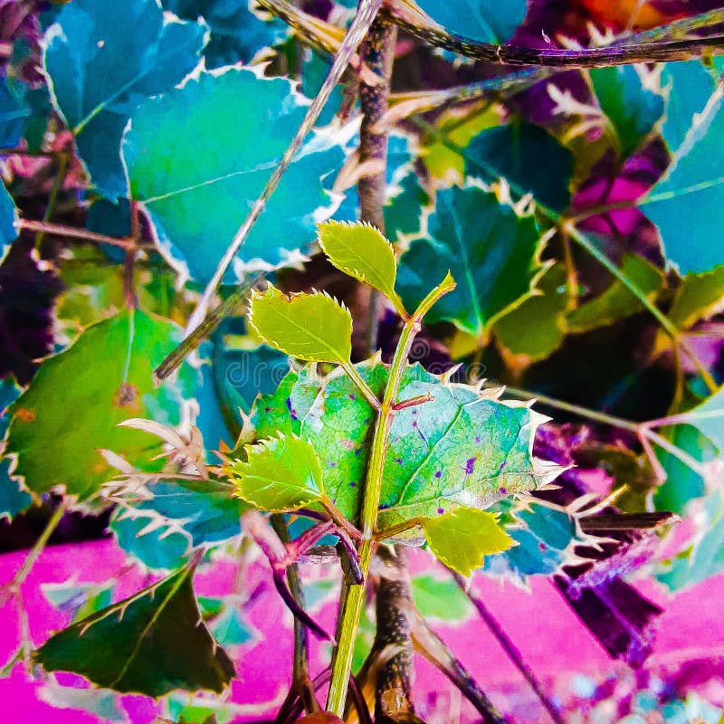 Planta de colores vivos imagen de archivo. Imagen de hoja - 240746543