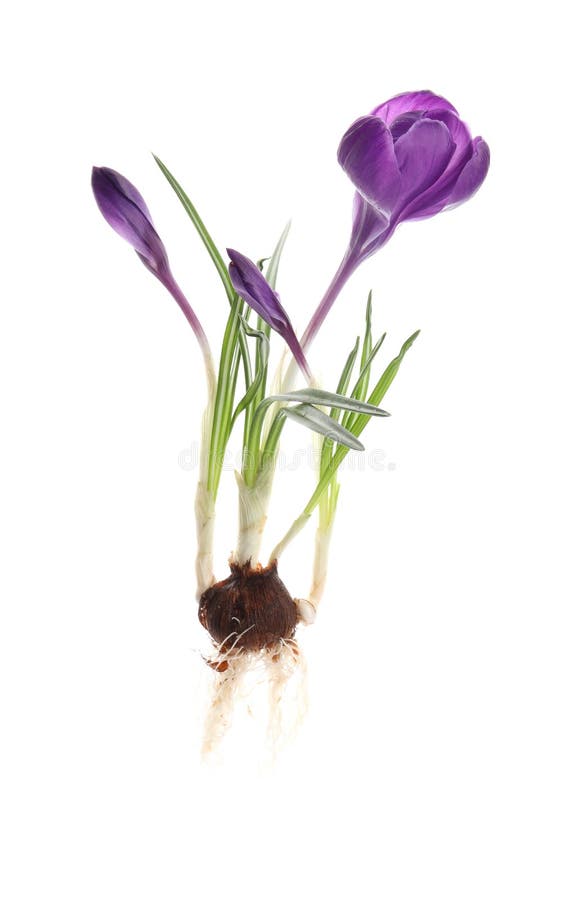 Planta De Croco Com Flores Roxas Isoladas Em Branco Foto de Stock ...