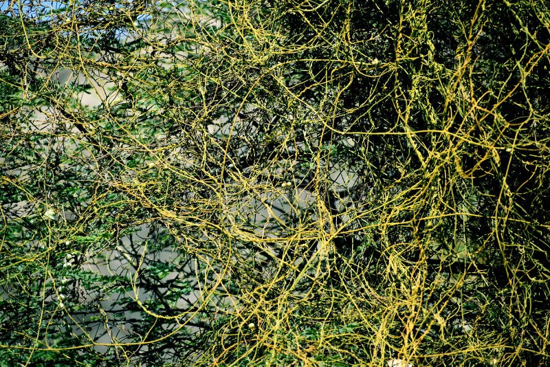 Planta de dodder o amarbel foto de archivo. Imagen de planta - 223942700