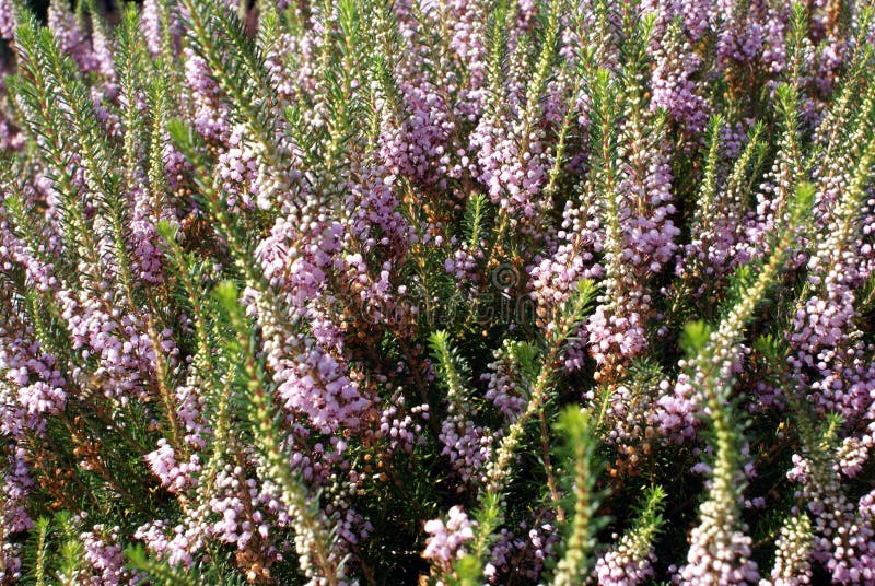 Planta de Erica foto de archivo. Imagen de erica, arbusto - 66976006