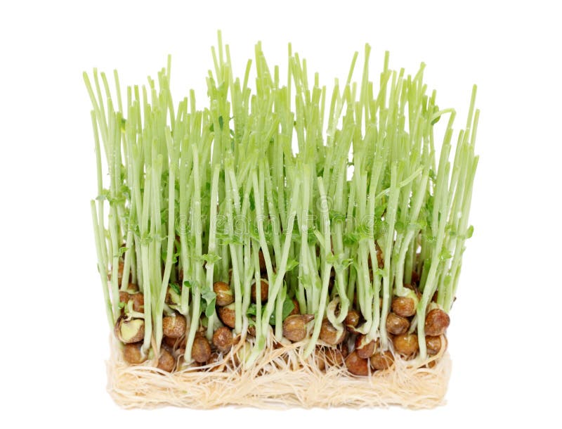 Encerramento De Ervilhas Microgreens Com Sementes E Raízes Sbrouting ...