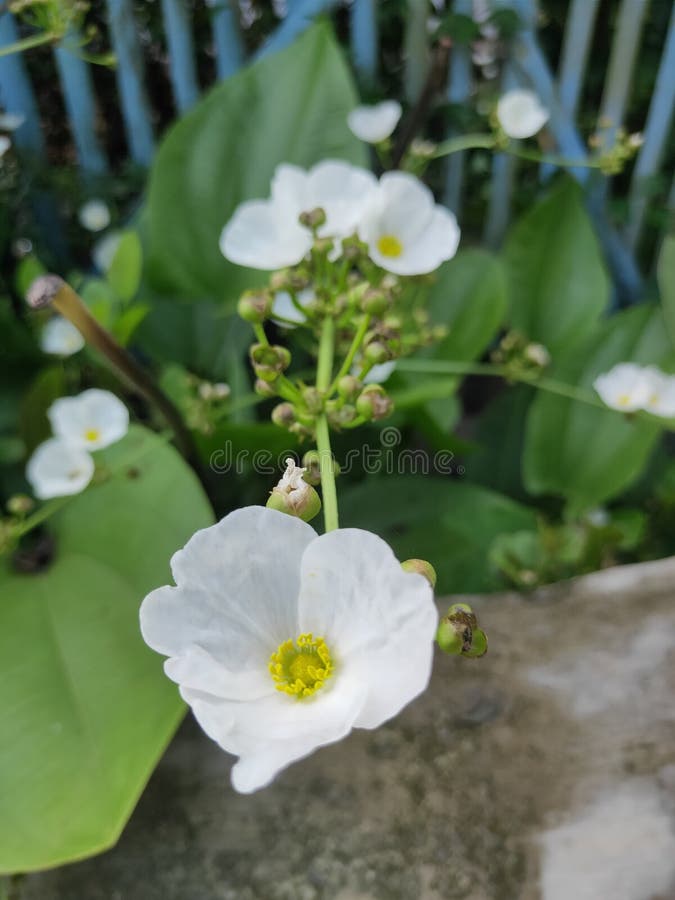 Planta de espada mexicana imagen de archivo. Imagen de pétalo - 231280333