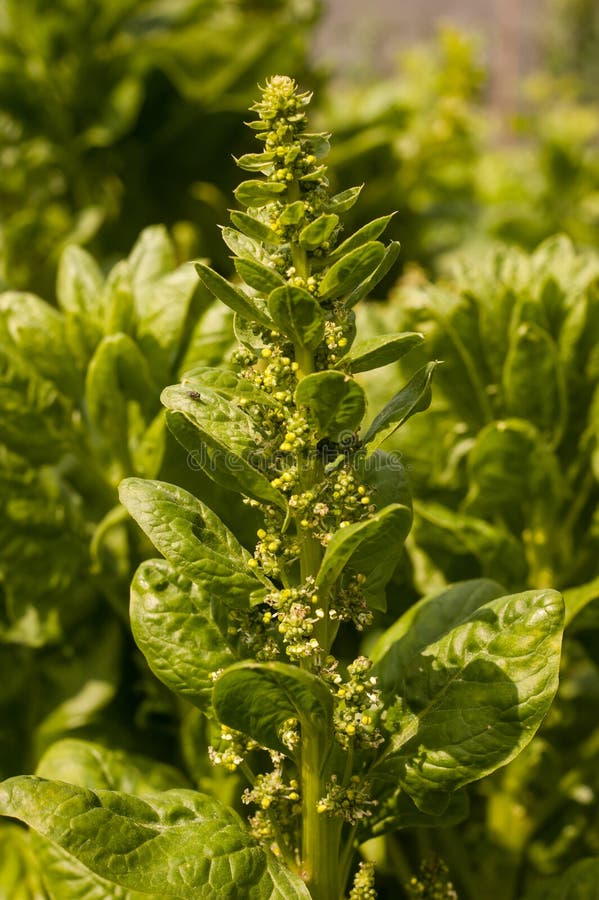 Planta De Espinaca Creciente Imagen de archivo - Imagen de ensalada ...