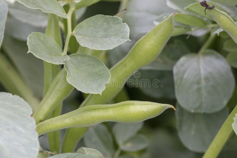 Planta de favas imagem de stock. Imagem de cultivado - 114809401