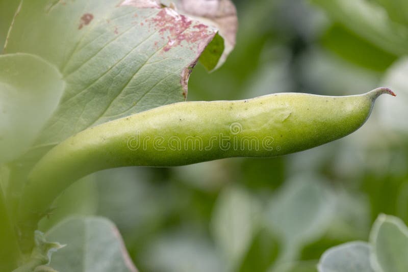 Planta de favas imagem de stock. Imagem de planta, cultivado - 114839979