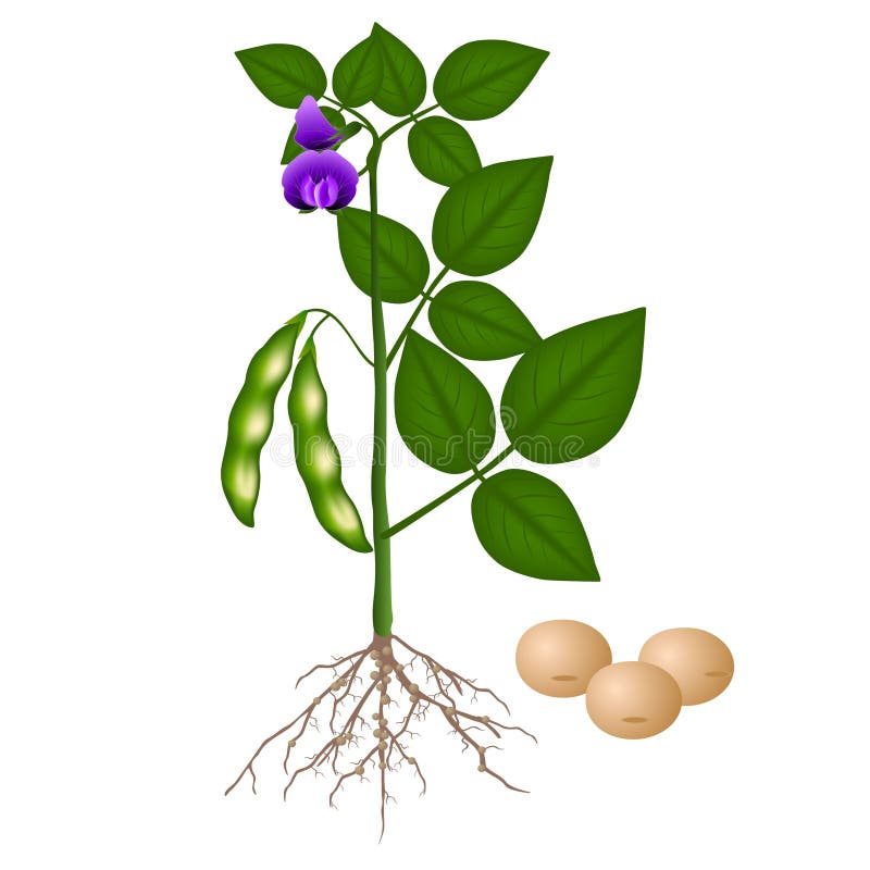 Planta De Feijão De Soja Com Uma Vagem E Uma Flor Em Um Fundo Branco
