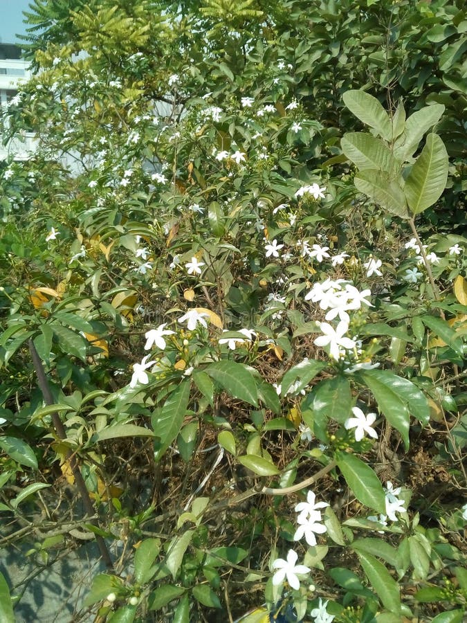 Planta De Flores De Jasmim De Cor Branca Foto de Stock - Imagem de ...