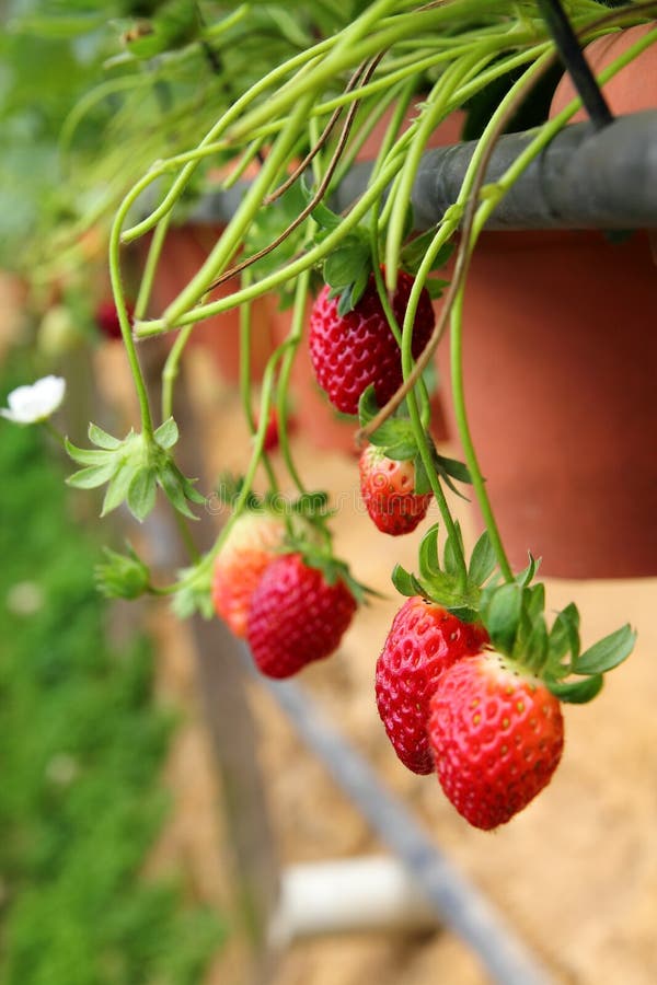 Planta de fresa imagen de archivo. Imagen de cierre, alimento - 15424569