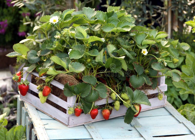 Planta de fresa foto de archivo. Imagen de maduro, podadizo - 19367748