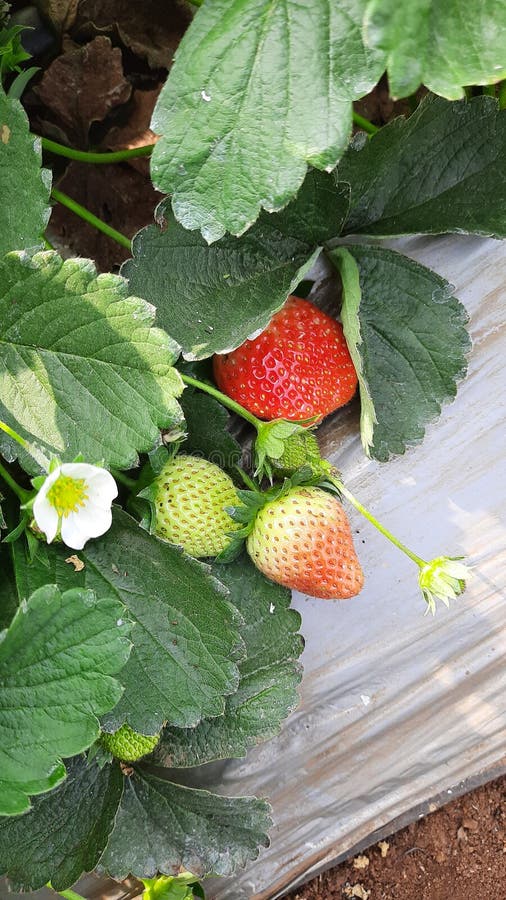 Planta de fresa imagen de archivo. Imagen de fresa, planta - 191099757