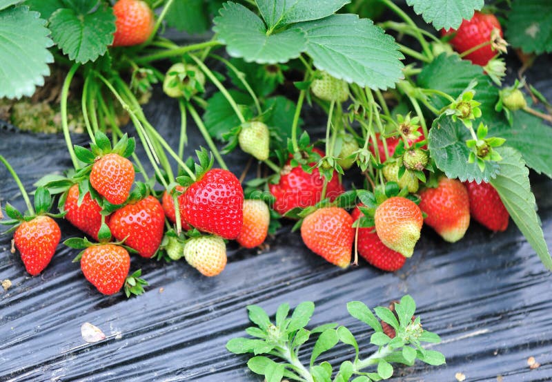 Planta de fresa imagen de archivo. Imagen de fresco, fruta - 14250047