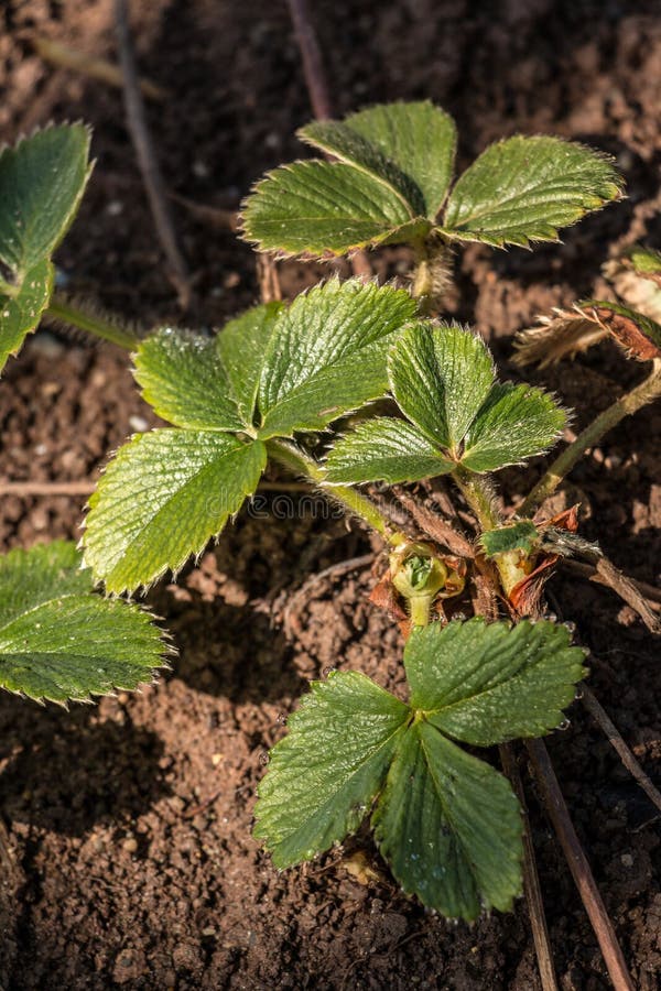 Planta De Fresa Verde En El Campo Imagen de archivo - Imagen de frutas ...