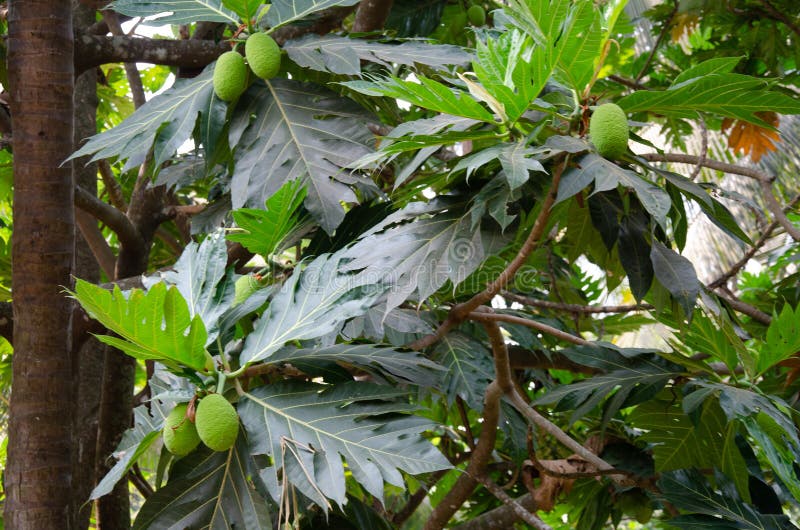 Planta De Fruta De Pan Con Frutas Imagen de archivo - Imagen de dieta ...