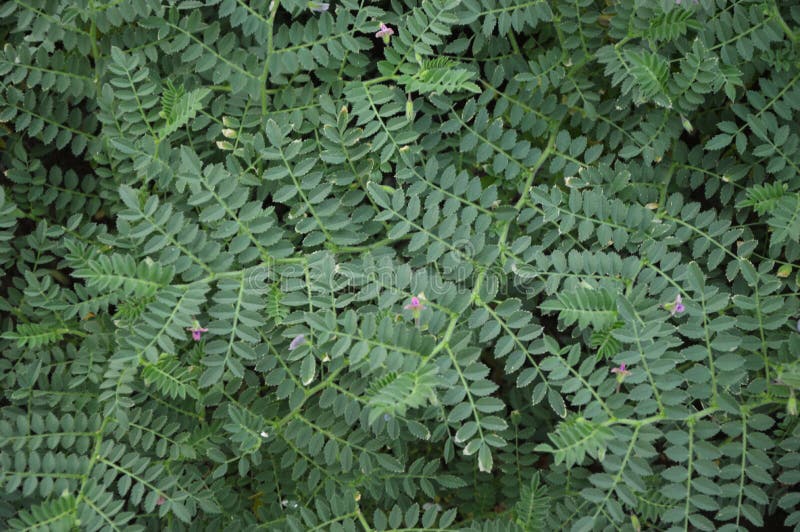 Garbanzo O Garbanzo Con La Planta Arietinum Del Cicer En La Planta De ...