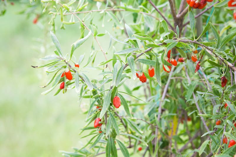 Planta De Goji Con Las Frutas Imagen de archivo - Imagen de alternativa ...