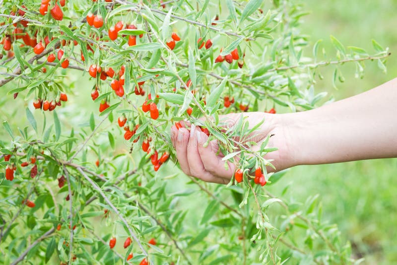 Planta De Goji Con Las Frutas Imagen de archivo - Imagen de primer ...