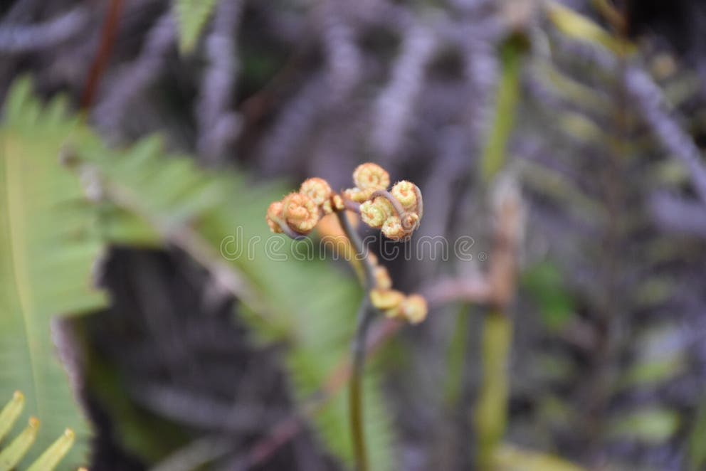 Planta de Hawaii - Uluhe imagen de archivo. Imagen de parque - 129594229