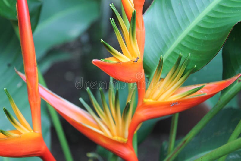 Flores De Heliconia Em Costa Rica Foto de Stock - Imagem de folha ...