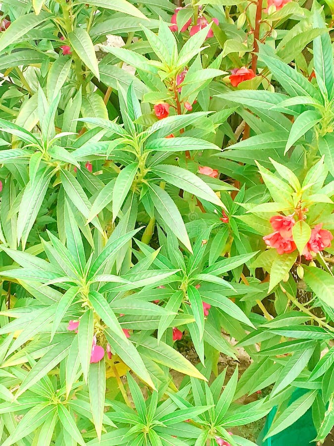 La Flor De Henna De Agua Es Originaria De Asia, Que Es Una Flor De ...