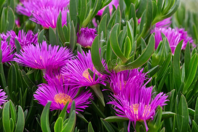 Carpobrotus Edulis (Hottentot-higo, Planta De Hielo, Planta De Hielo De ... Carpobrotus Edulis (Hottentot-higo, Planta De Hielo, Planta De Hielo De ...