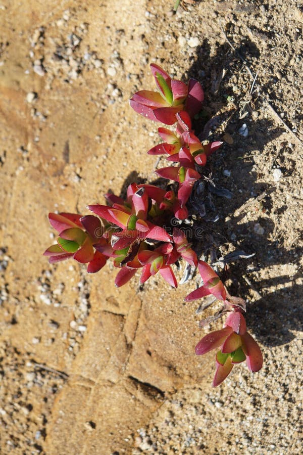 Planta De Hielo Sobre Arena Seca Foto de archivo - Imagen de costero ...