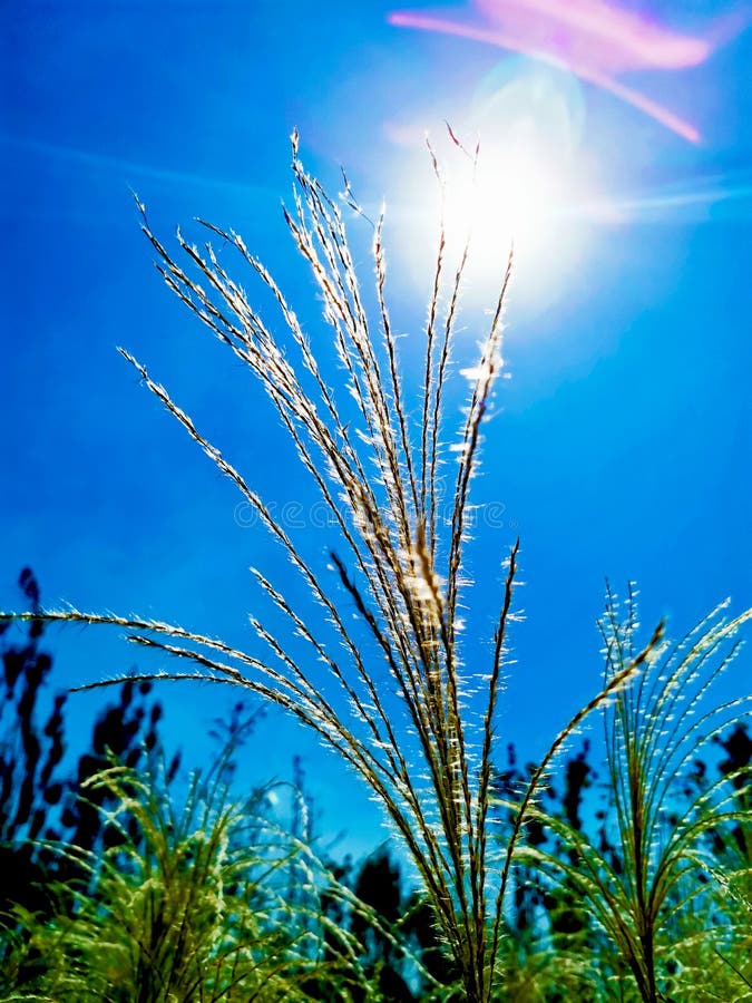 Planta De Hierba Azul Cielo Azul Reed Sunshine Blue Imagen de archivo ...