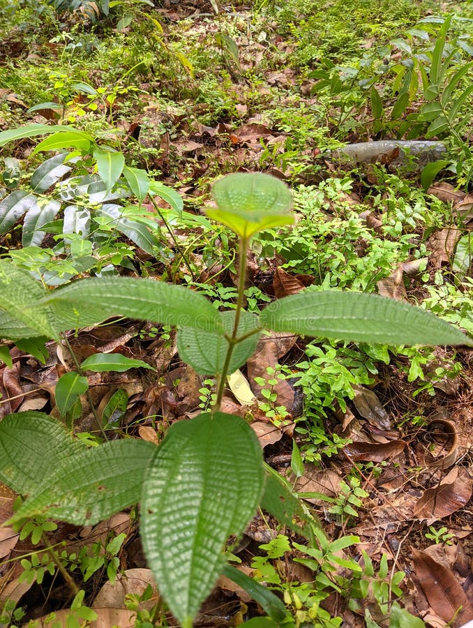 Planta De Hierba De Clidemia Hirta Imagen de archivo - Imagen de hierba ...