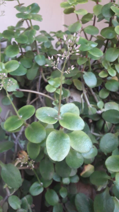 Planta de hojas redondas imagen de archivo. Imagen de suculento - 163644411