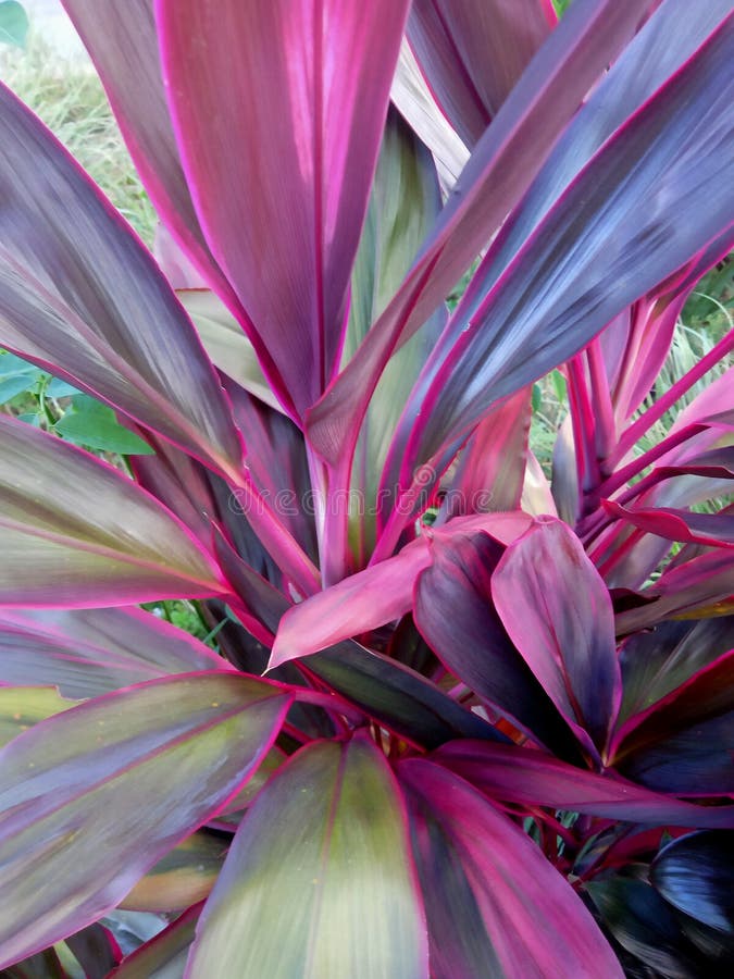 Planta De Hojas Rojas Elegante Y Hermosa Imagen de archivo - Imagen de ...