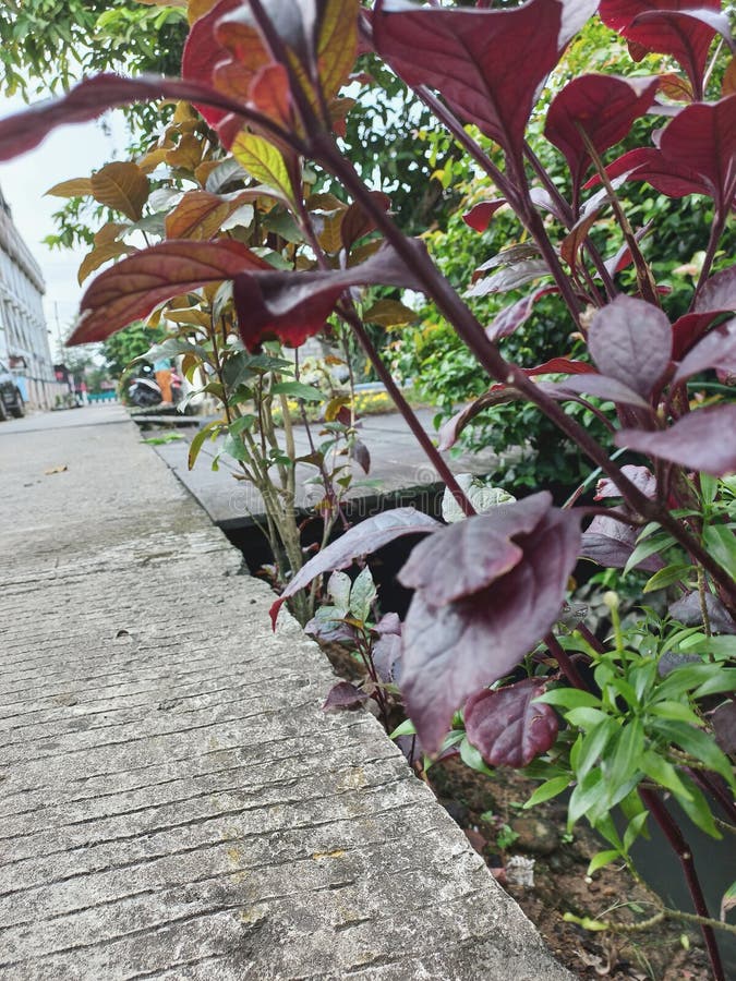 Planta De Hojas Rojas Junto a La Carretera Foto de archivo - Imagen de ...