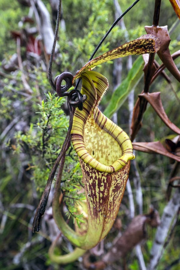 Planta De Jarra En El Parque Nacional De Bako En Borneo, Malasia Imagen ...