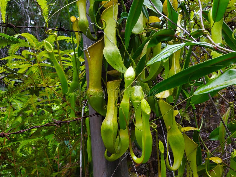 Planta de jarra tropical imagen de archivo. Imagen de verde - 200259349