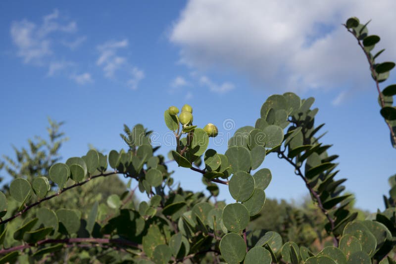 Planta De La Alcaparra En Blanco Rama Del Spinosa Del Capparis Imagen ...