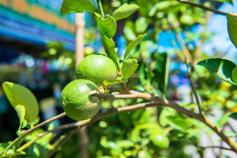 PLANTA De La LIMA AGRIA Y X28; Híbrido De La Fruta Cítrica Con Un ...