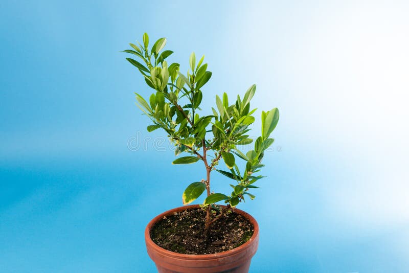 Flor De La Planta De La Coca Foto de archivo - Imagen de flor ...