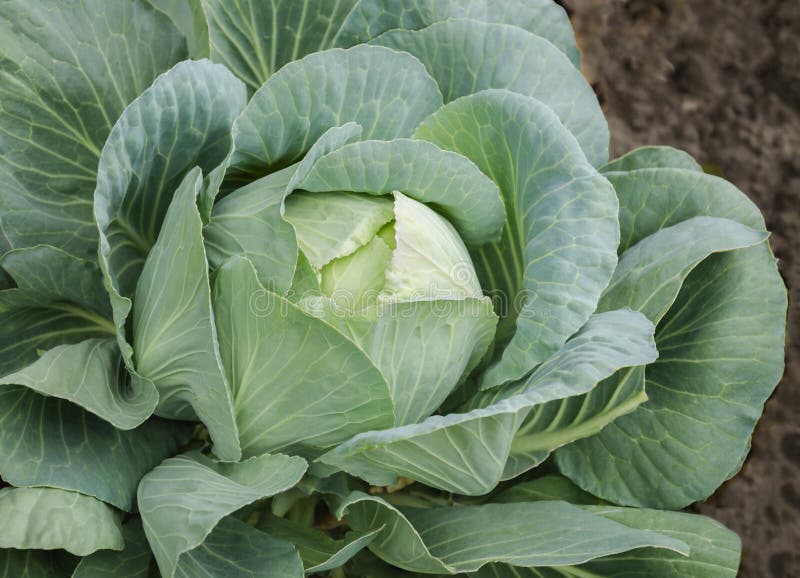 Planta de la col blanca imagen de archivo. Imagen de cubo - 101972285