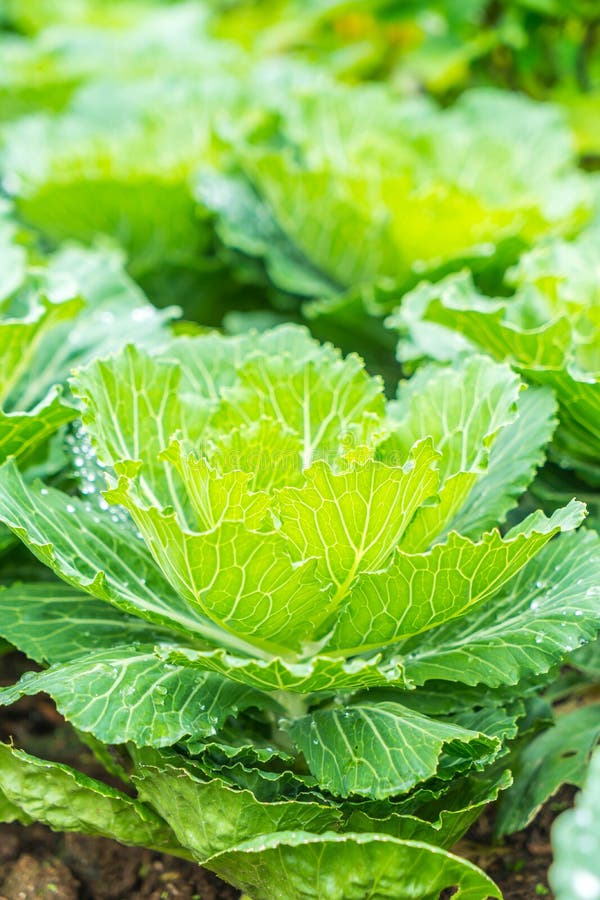 Planta De La Col En Una Granja Imagen de archivo - Imagen de planta ...