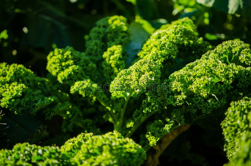 Col Rizada Con Hojas Rizada Imagen de archivo - Imagen de fondo, kale ...