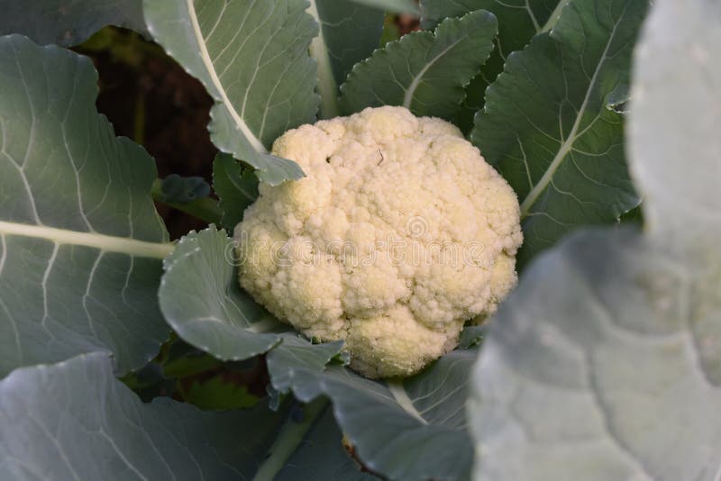 Planta de la coliflor imagen de archivo. Imagen de planta - 106618755