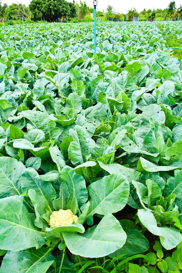 Planta de la coliflor imagen de archivo. Imagen de verde - 26298317