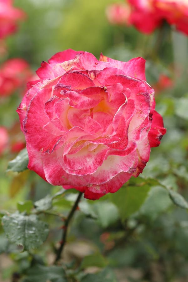Planta De La Flor De La Rosa Del Rosa Foto de archivo - Imagen de ...
