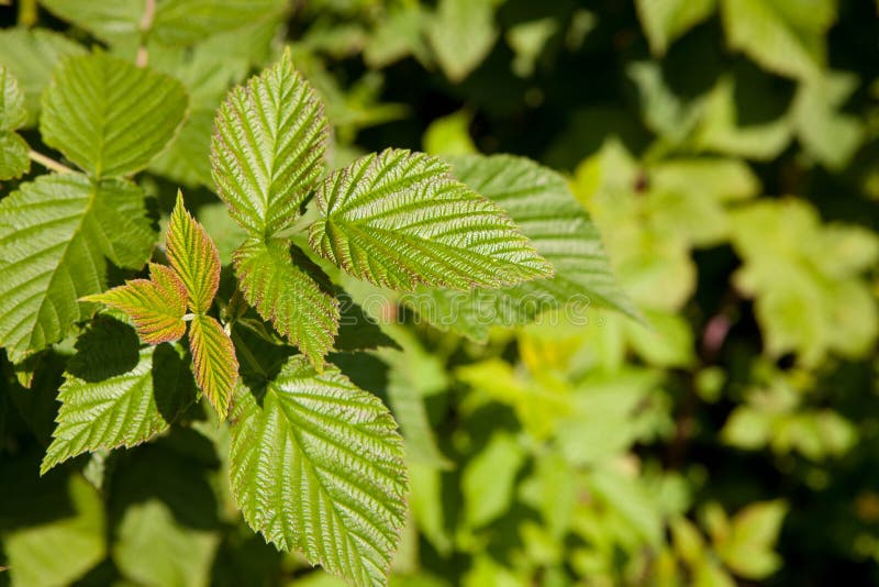 Planta De La Frambuesa Que Comienza a Crecer Imagen de archivo - Imagen ...
