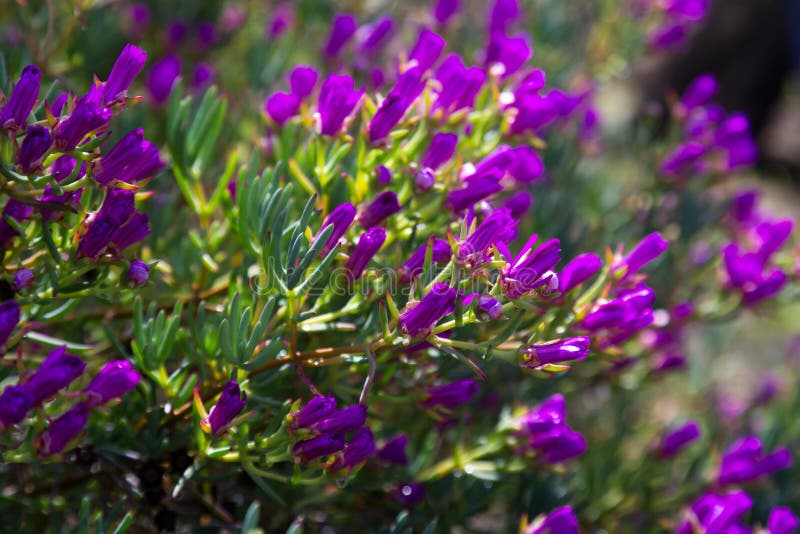 Planta De La Hielo-planta (multiradiatus De Lampranthus) Imagen de ...
