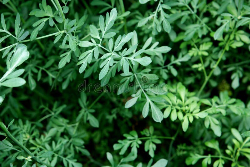 Rama De La Ruda Aislada En Blanco Foto de archivo - Imagen de salvaje ...