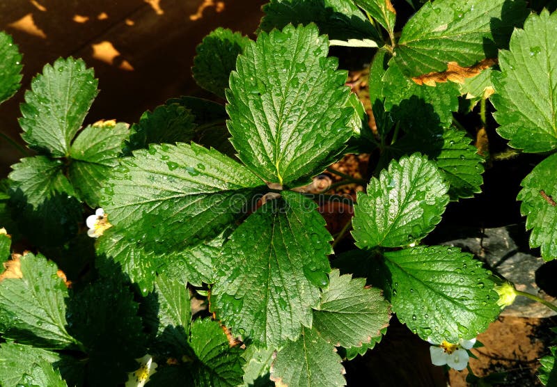 Planta De La Hoja De La Fresa Foto de archivo - Imagen de follaje, cubo ...