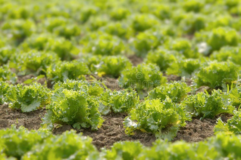 Planta De La Lechuga En Campo Foto de archivo - Imagen de comercial ...