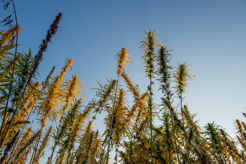 Planta de la marijuana foto de archivo. Imagen de alternativa - 127989360