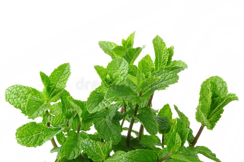 Planta de la menta imagen de archivo. Imagen de hierba - 23653505