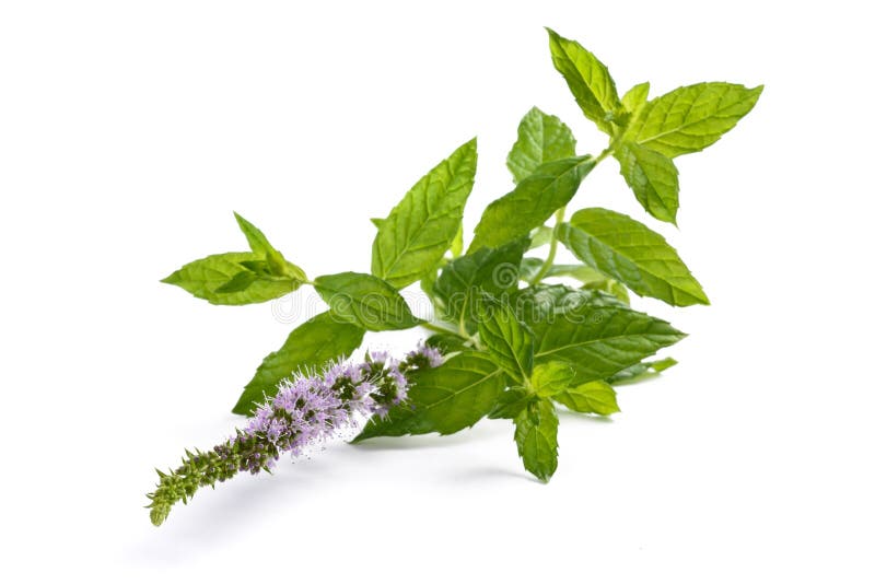 Planta De La Menta Con Las Flores Foto de archivo - Imagen de frescura ...